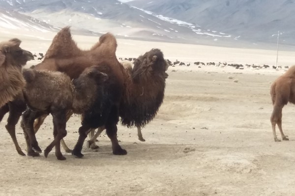 MONGOLIA WINTER TOUR - Discover Altai