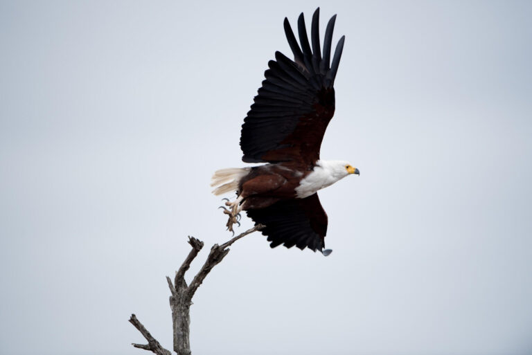 Harpy Eagle vs Bald Eagle: Contrasting Lords of the Skies - Discover Altai