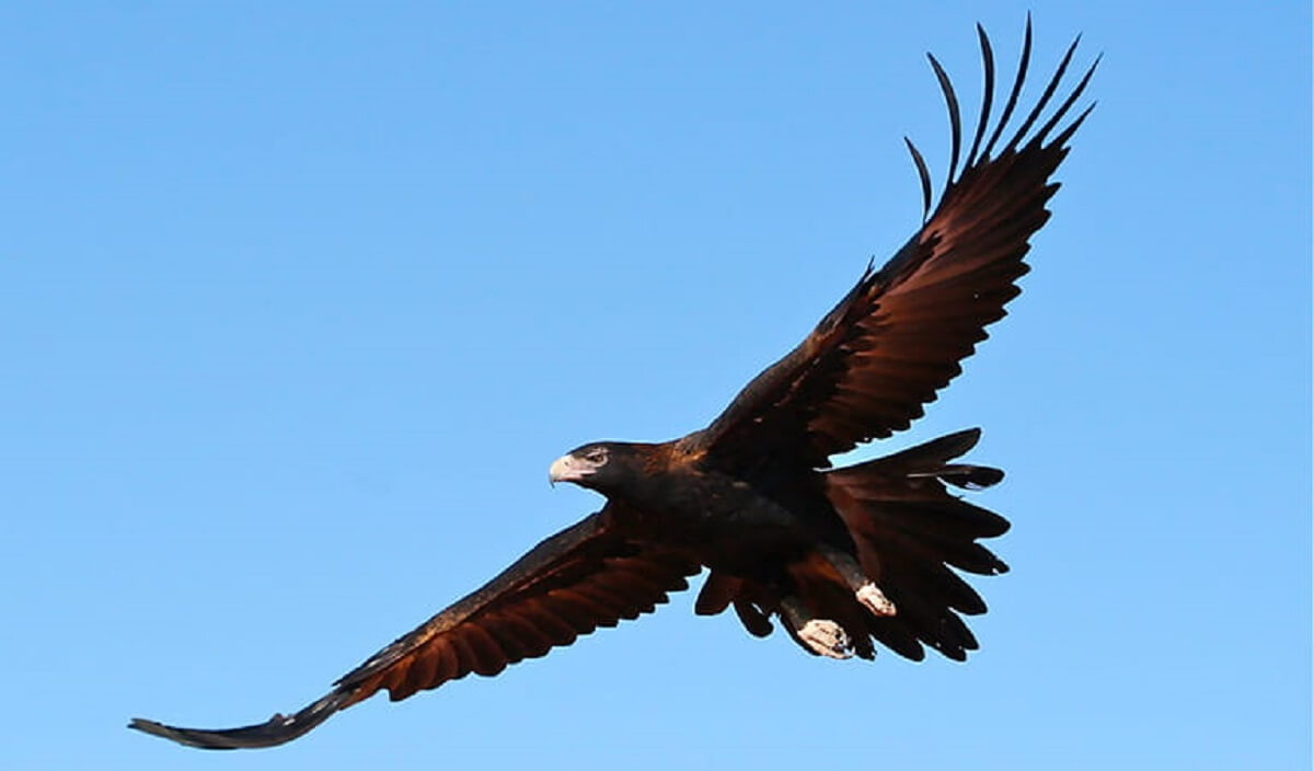 4 Types of Eagles + 15 Coolest Species (Photos & Facts)