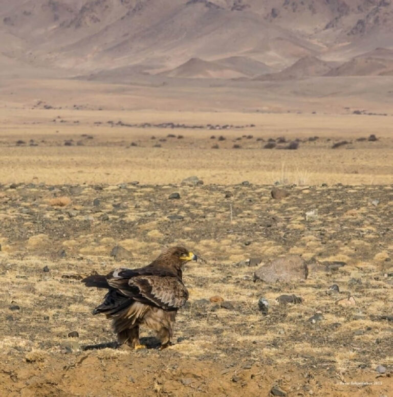 Gobi Gurvansaikhan National Park: A Haven of Biodiversity and Cultural ...