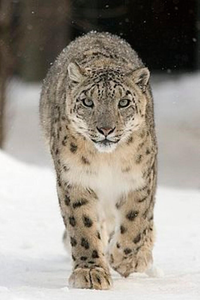 Snow Leopard Camouflage: Can You Spot It? (Photos)