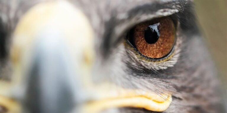 Eagle Vision vs. Human Vision - Discover Altai