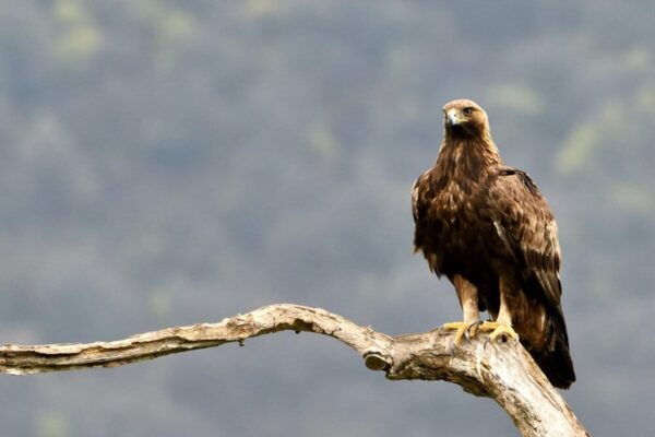 Eagle Eyesight vs Human: 8X Sharper Vision Explained