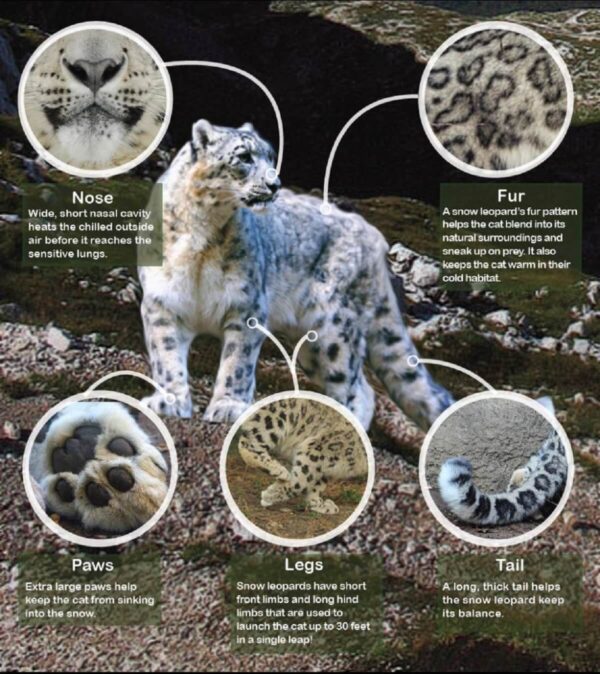 Snow Leopard Adaptations: 12 Body Parts That Help Survival