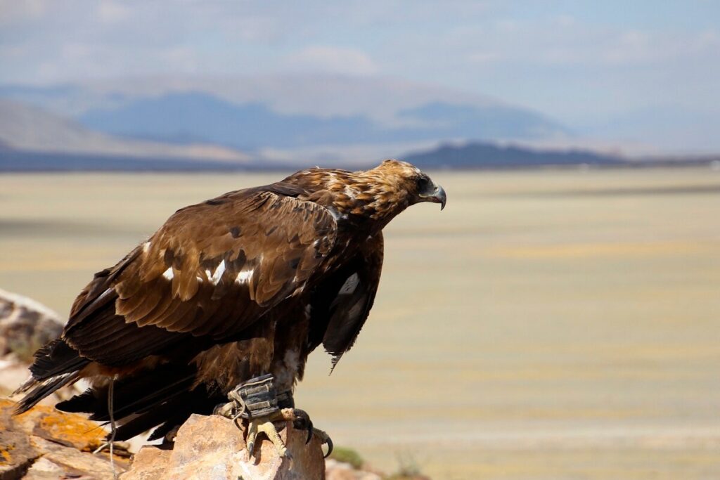 Gobi Desert Animals: 15+ Species That Survive Mongolia's Extremes