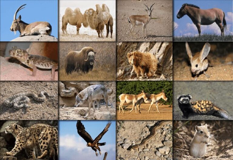 Top 5 Must-See Destinations in Mongolian Gobi Desert - Discover Altai