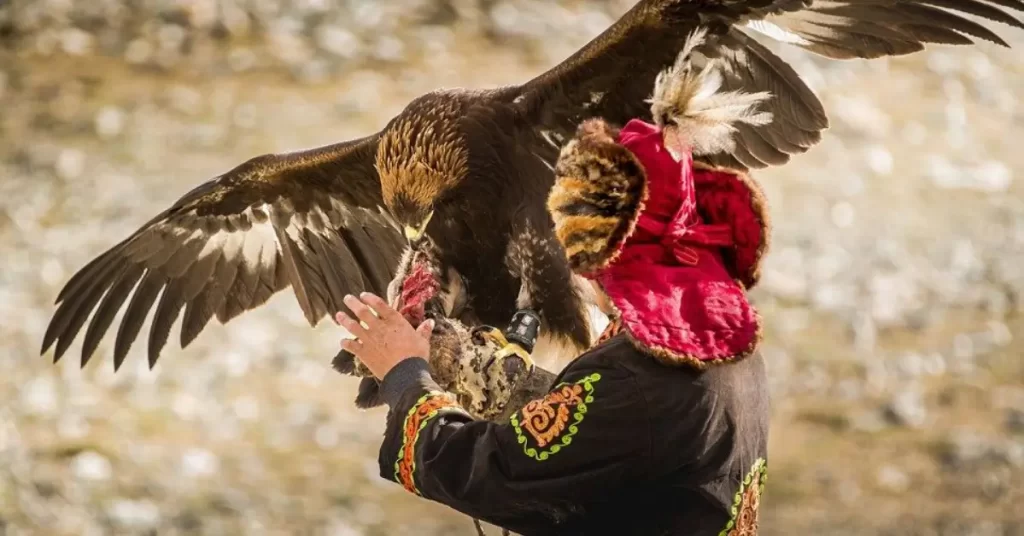 Training a Golden Eagle: How Hunters Build Lifelong Bonds - Discover Altai