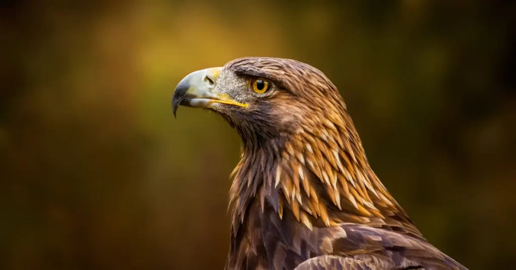 Gobi Desert Wildlife: Discover the Creatures of Mongolia's Harsh ...