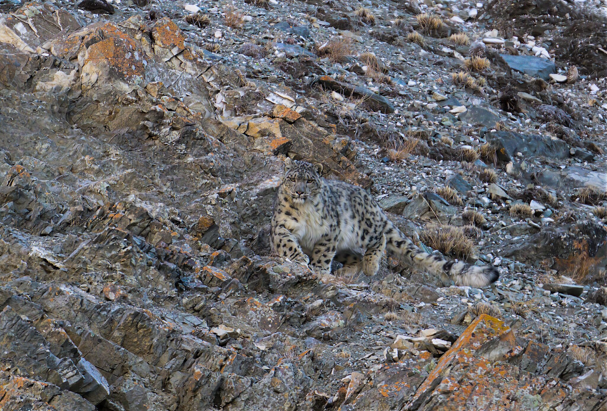 Snow Leopard Camouflage: Can You Spot It? (Photos)